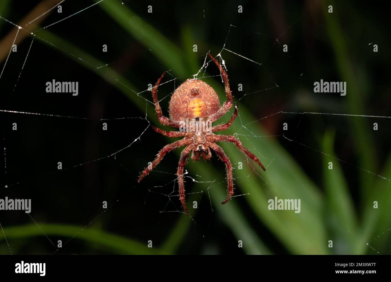 Hairy field spider (Neoscona sp Stock Photo - Alamy