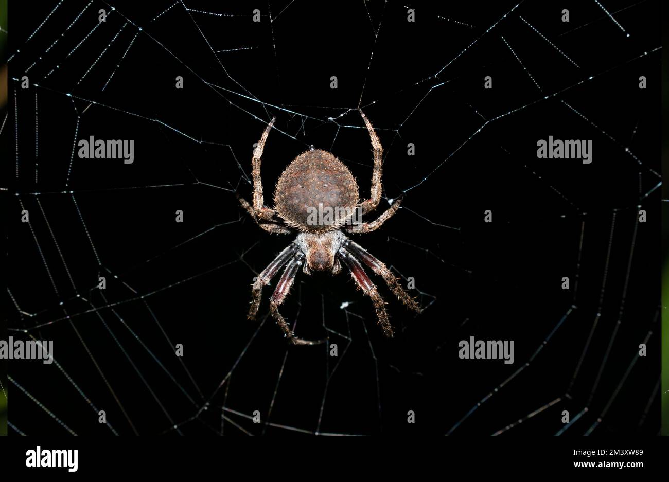 Hairy field spider (Neoscona sp Stock Photo - Alamy