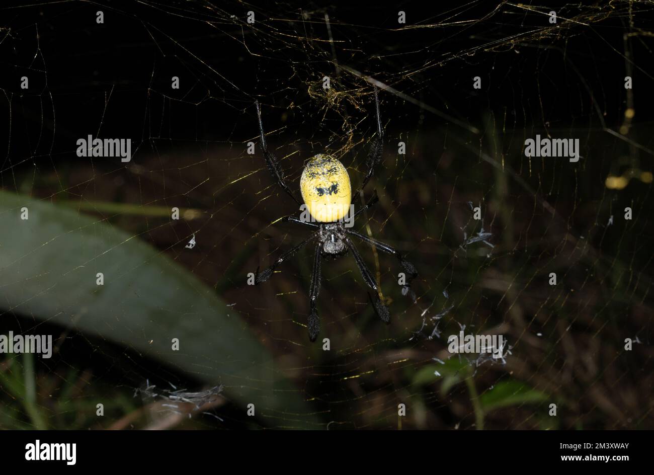 Golden orb-web spider (Nephila fenestrate Stock Photo - Alamy