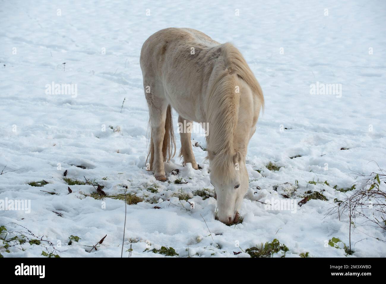 Horse in the snow paddock grazing Stock Photo - Alamy