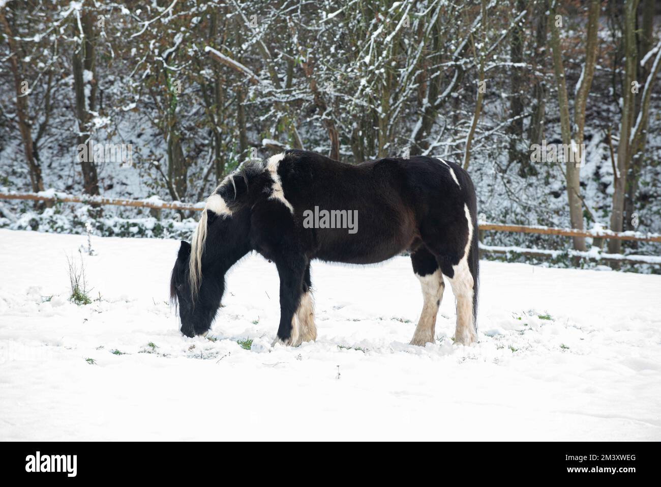Horse in the snow paddock grazing Stock Photo - Alamy