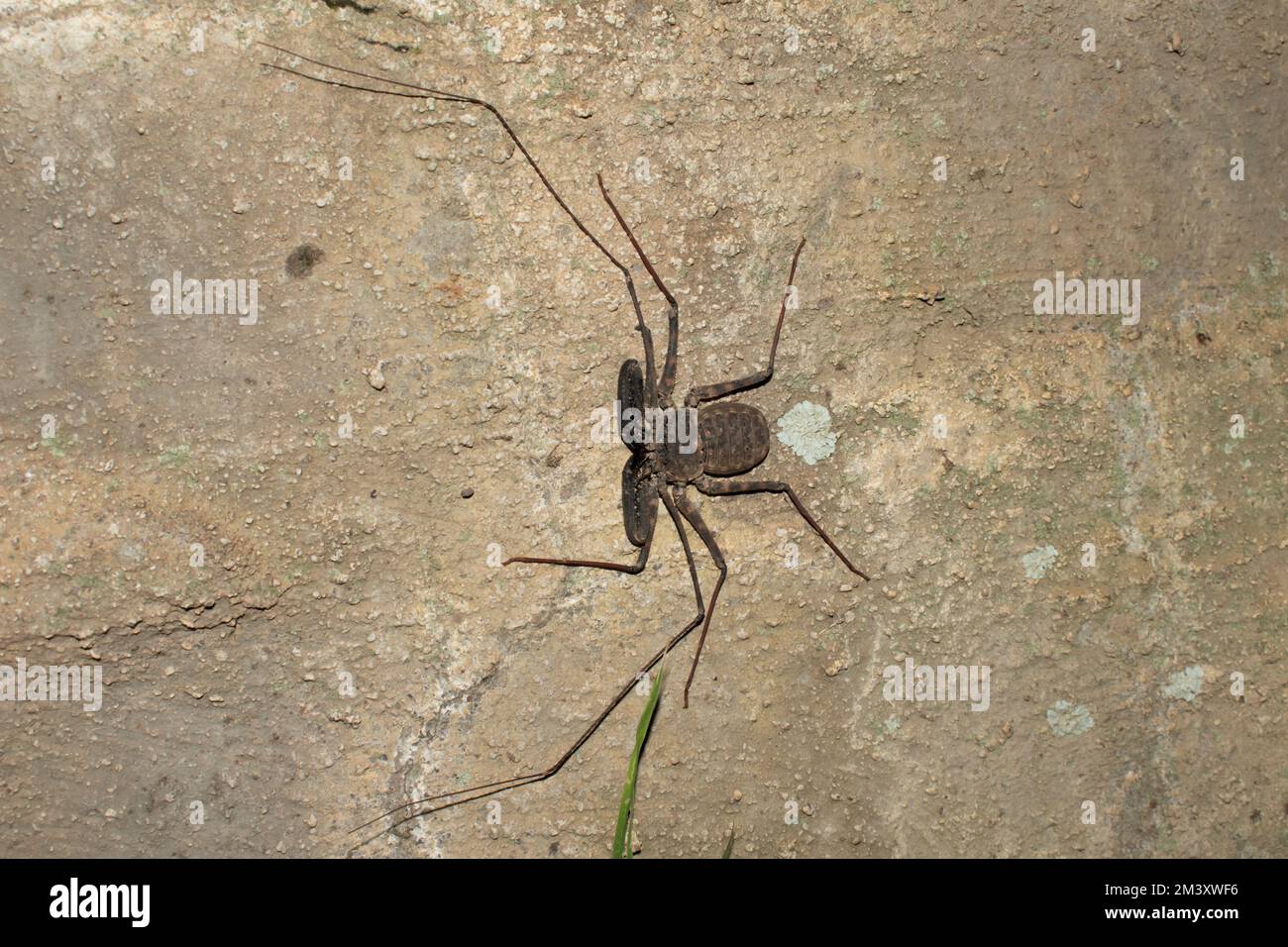 Whip spider hi-res stock photography and images - Alamy