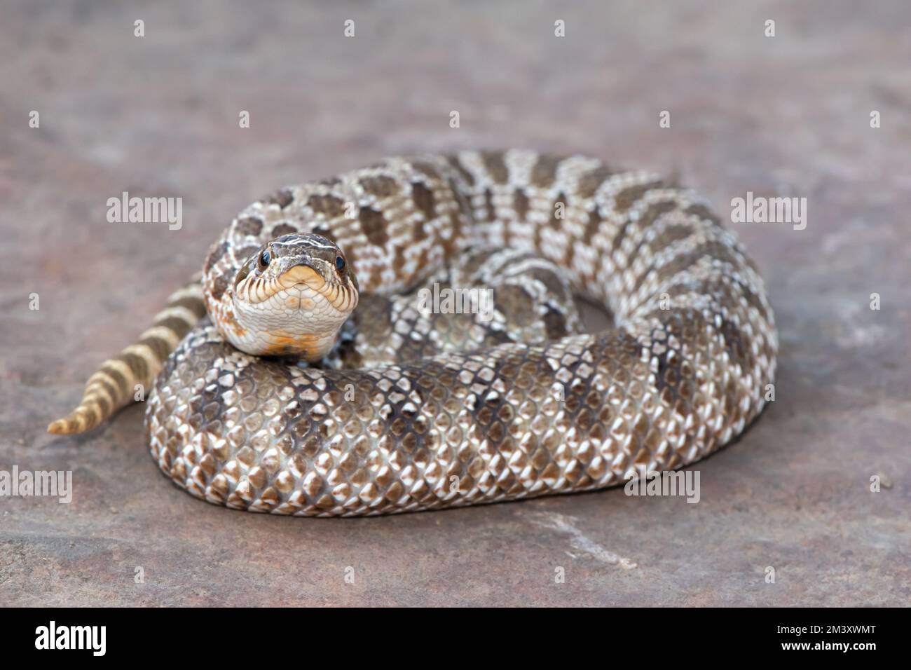 Western hognose snake hi-res stock photography and images - Alamy