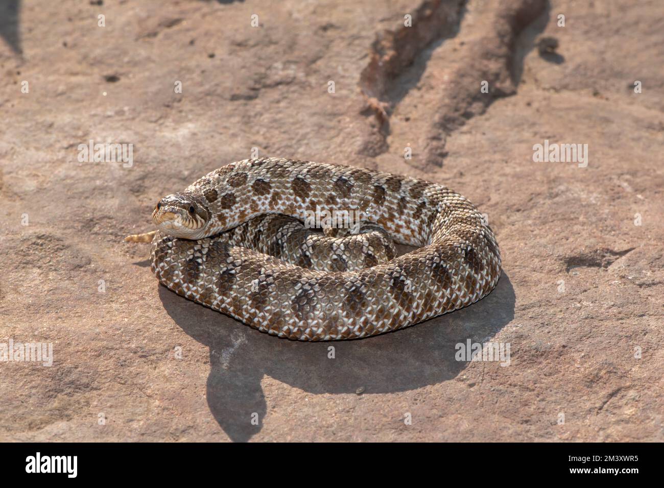 Cute Western hognose snake (Heterodon nasicus Stock Photo - Alamy