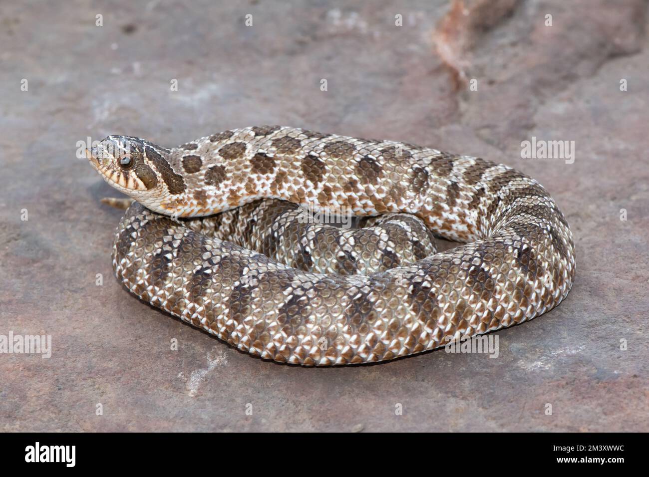 Western hognose snake (Heterodon nasicus Stock Photo - Alamy