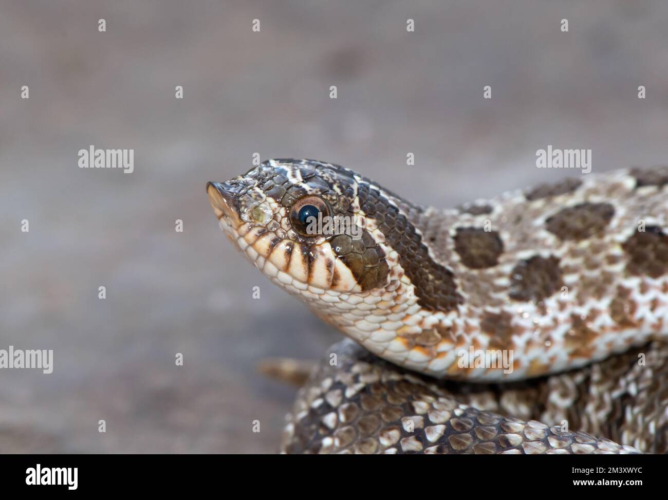 Western Hognose Snake Cute
