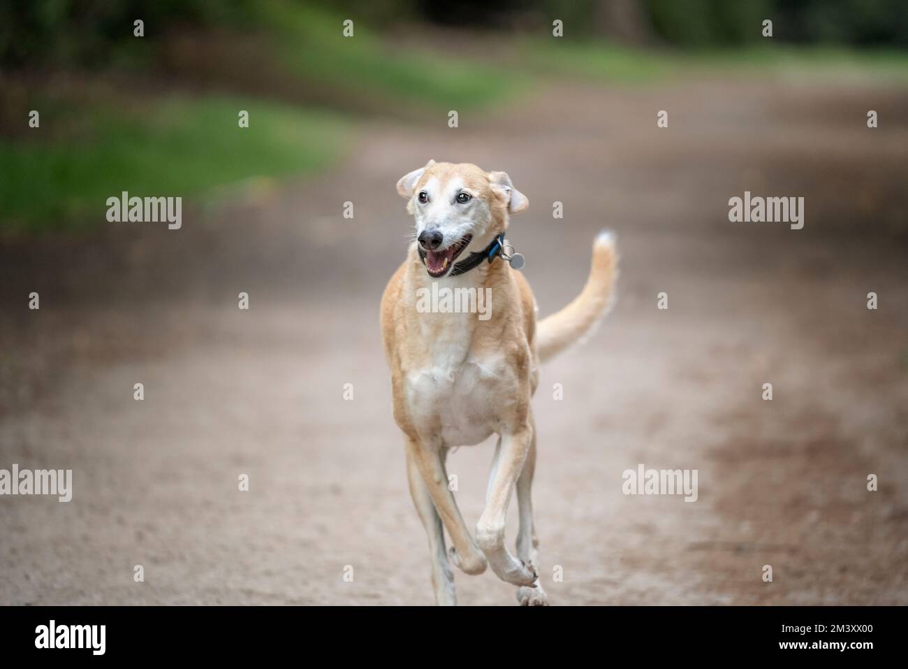 Lurcher and terrier hi-res stock photography and images - Alamy