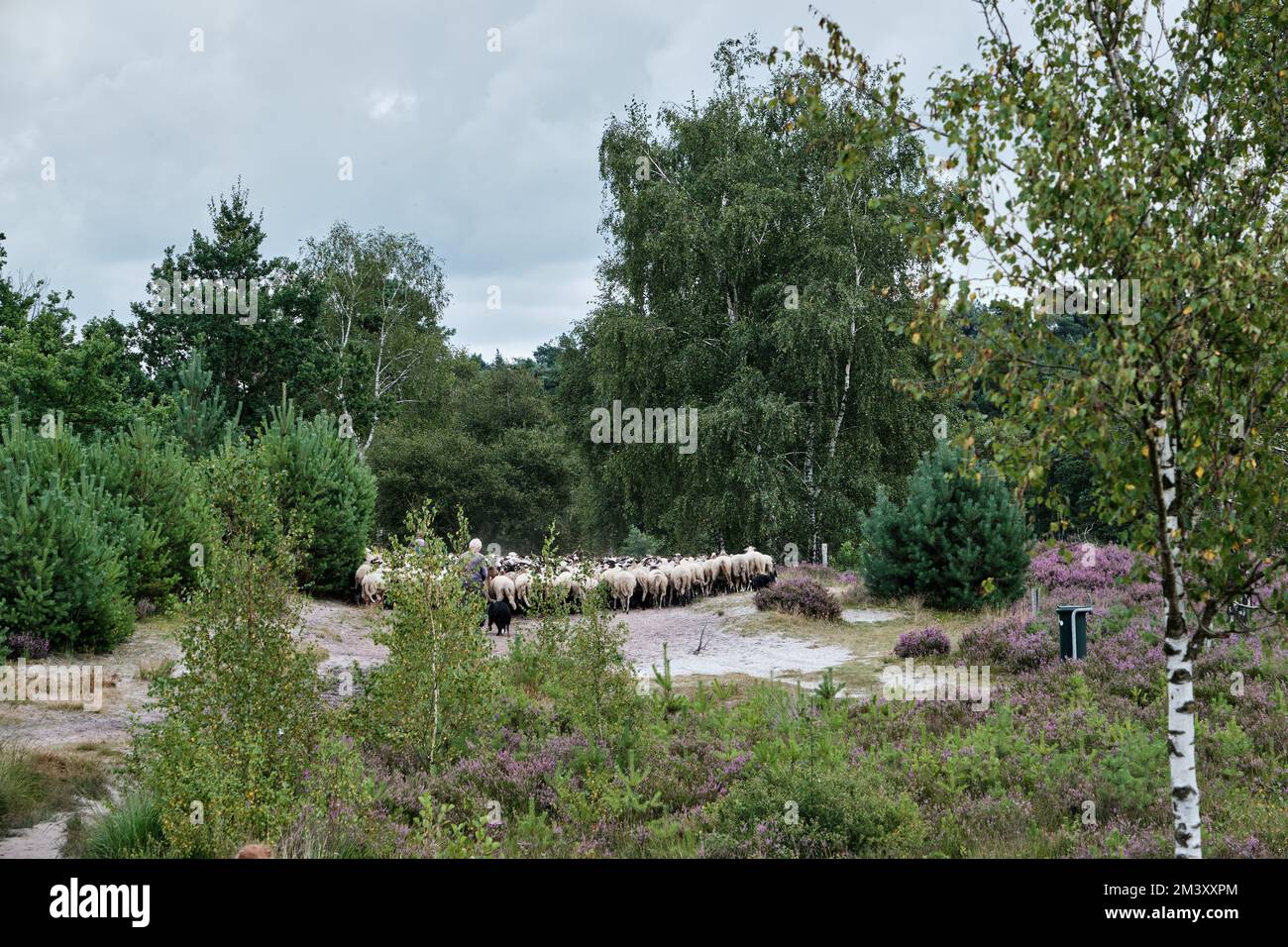 A herd of Schoonebeker Sheep with heather in background and a border ...