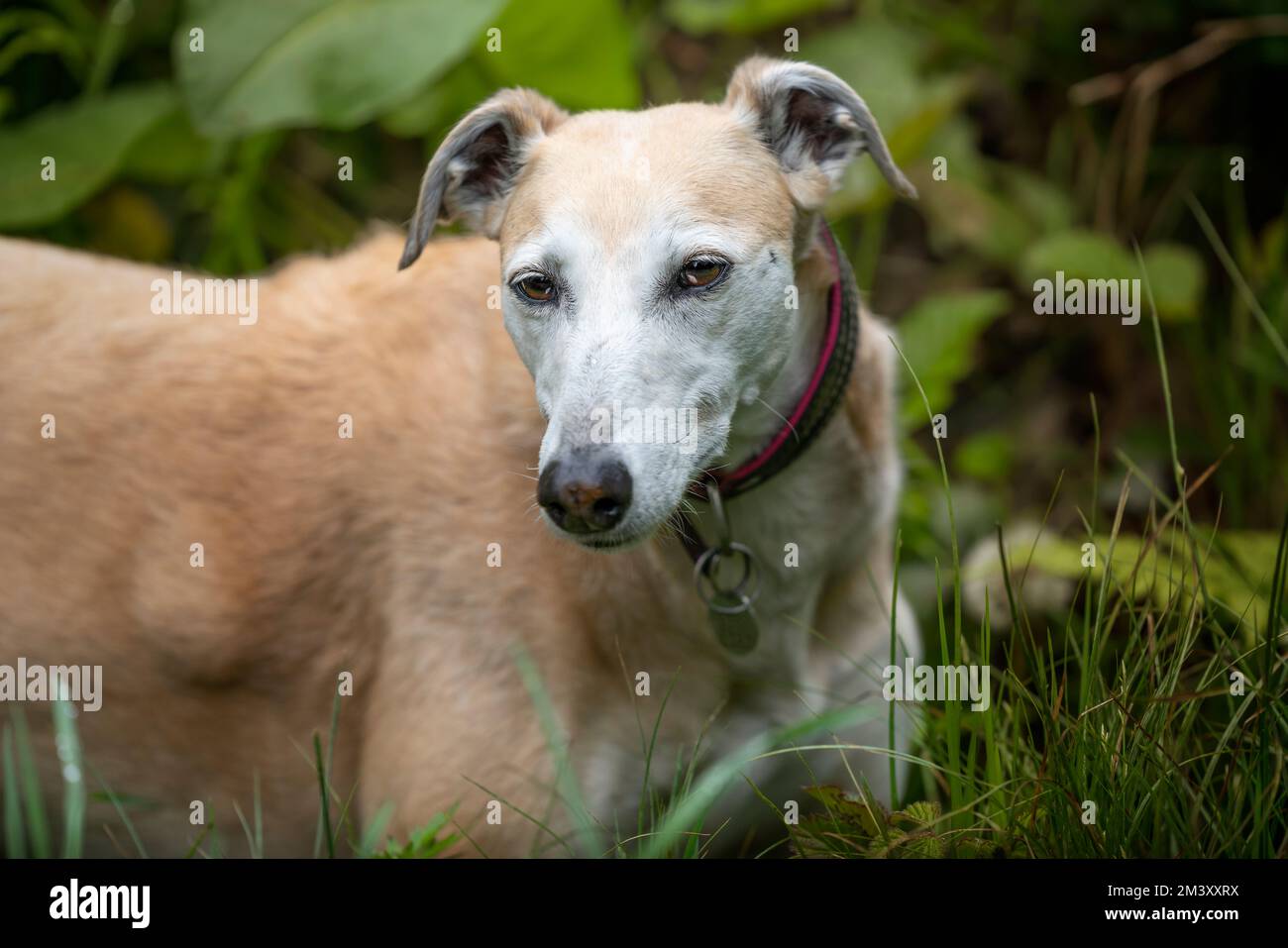 Rescue Lurcher up close headshot looking to the camera left Stock Photo ...
