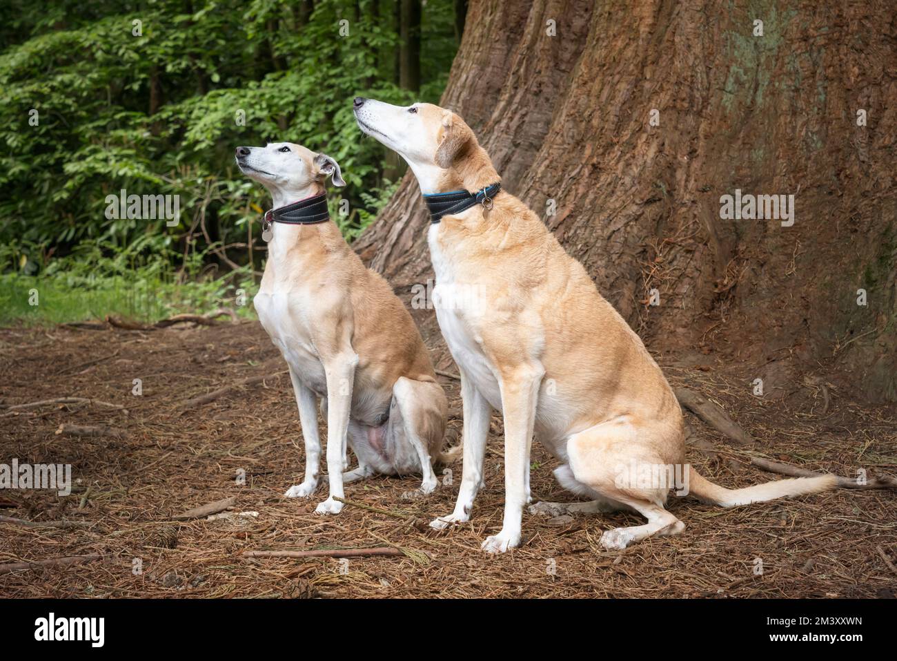 Two Rescue Lurchers looking towards the left with female on the left ...