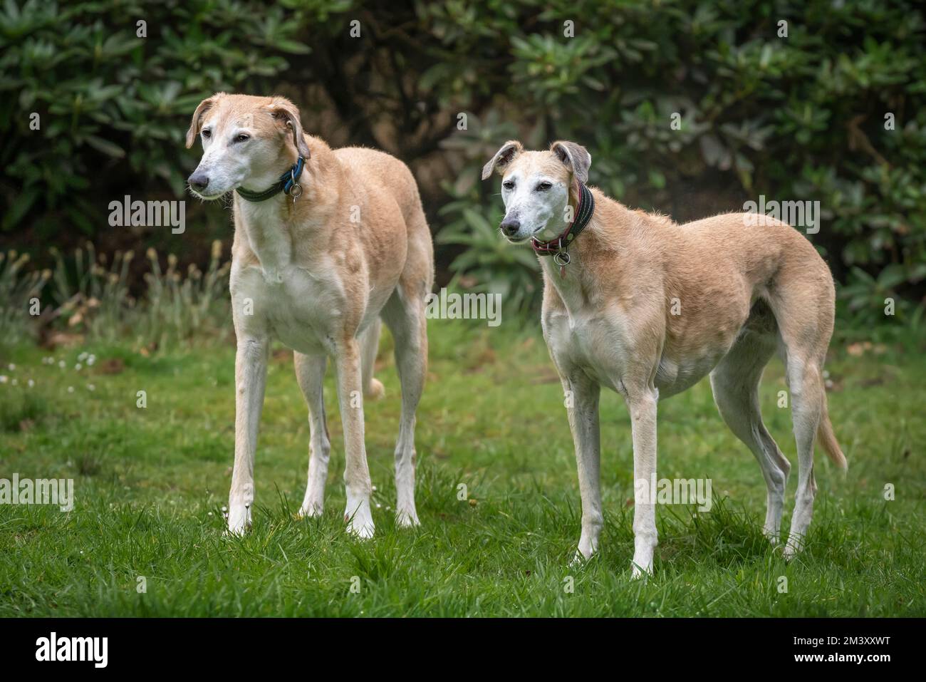 Two Rescue Lurchers looking towards the left with female on the right ...