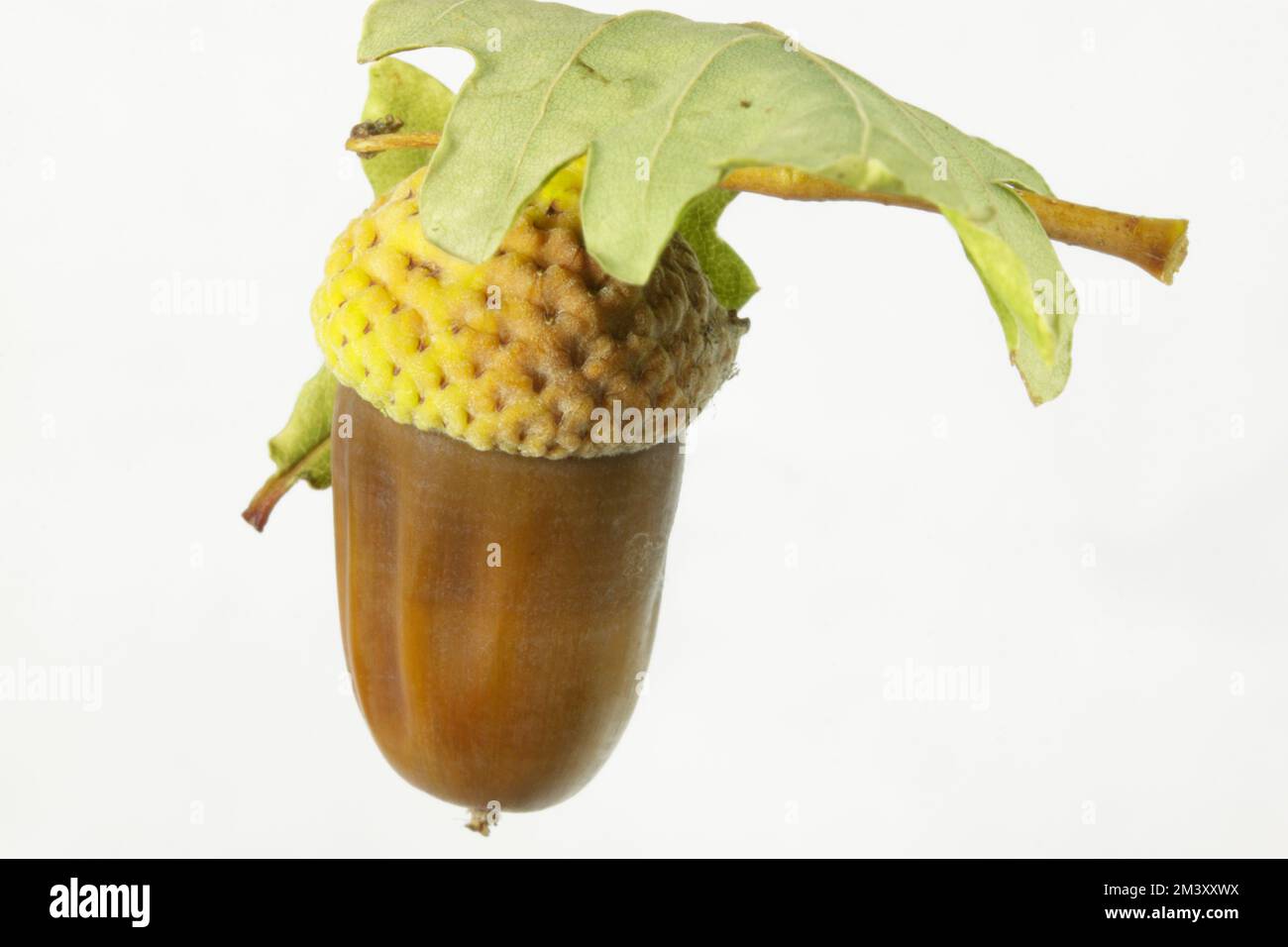 Acorn and oakleaf Stock Photo - Alamy
