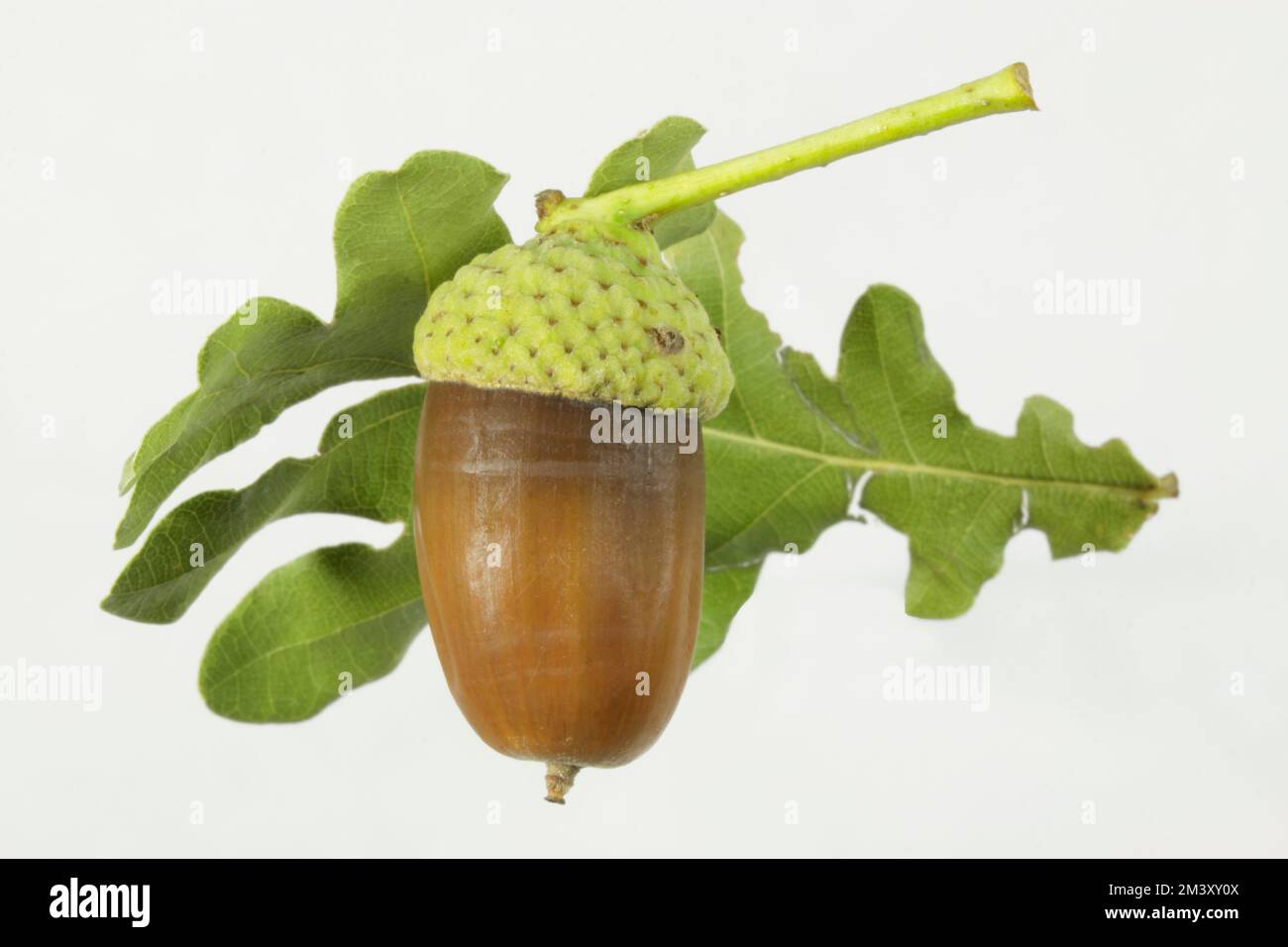 Acorn mast hi-res stock photography and images - Alamy