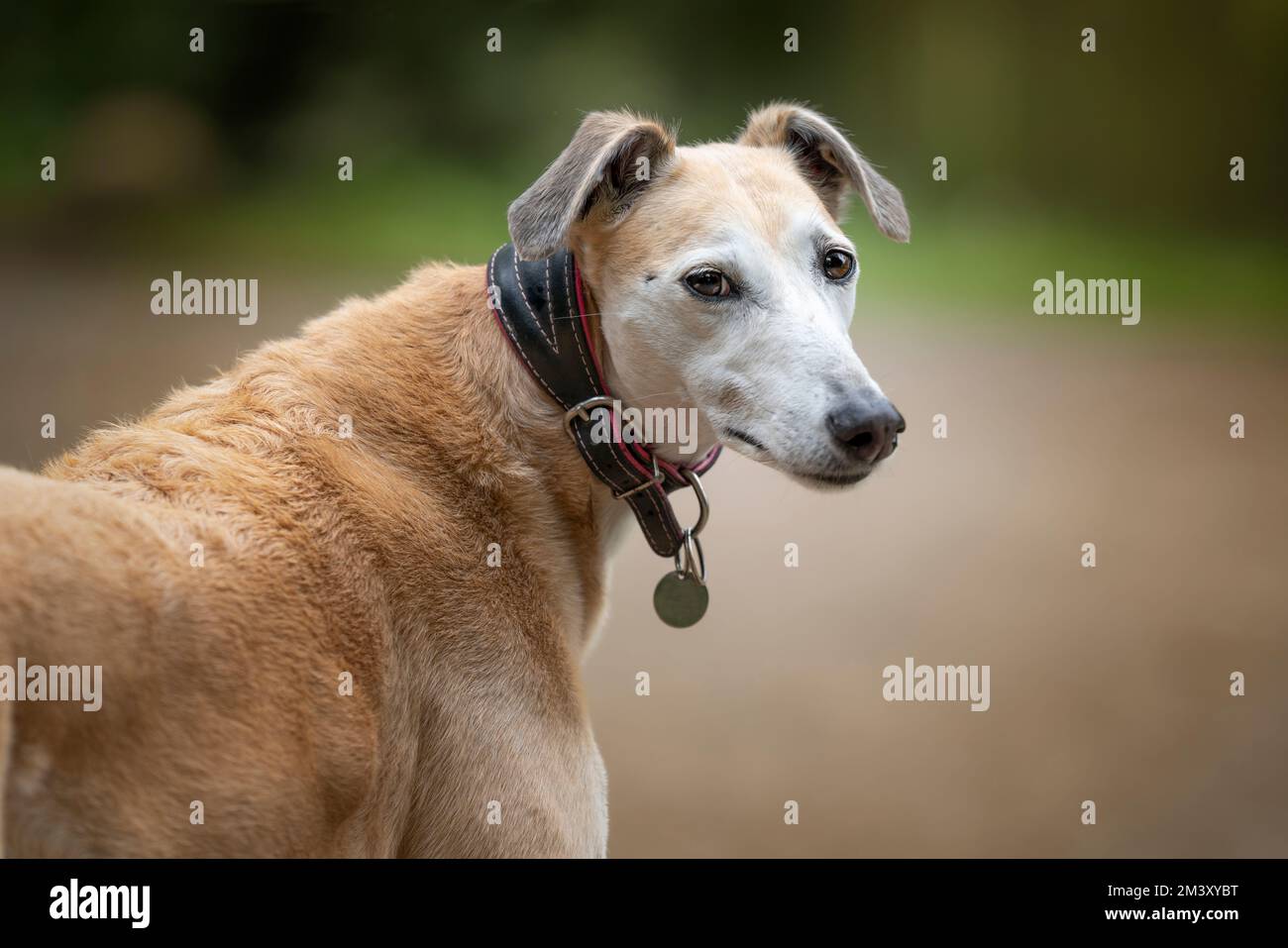 Lurcher dog head hi-res stock photography and images - Alamy
