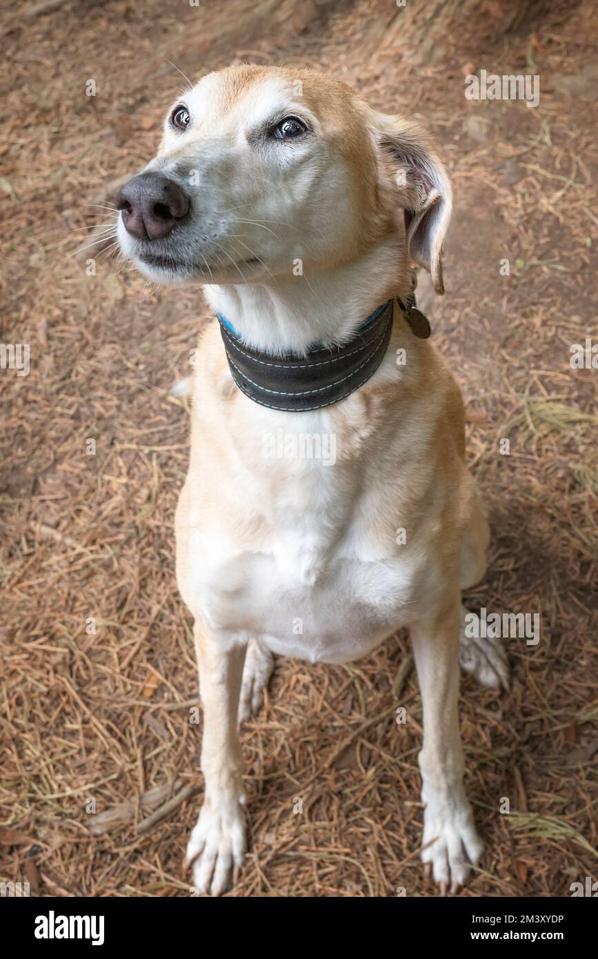 Rescue Lurcher close up looking up and to the left in a forest Stock ...