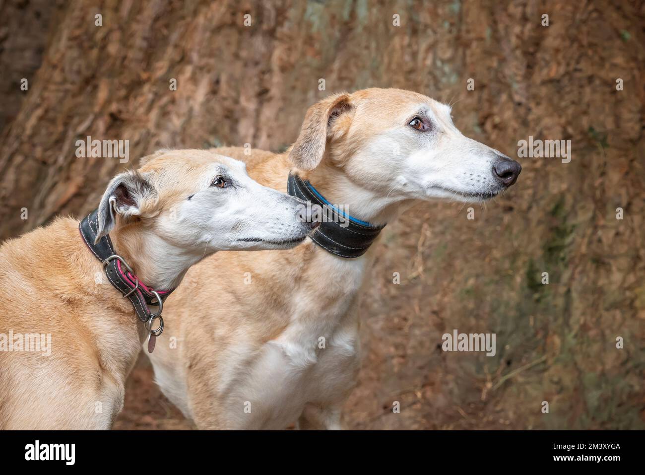 Two Rescue Lurchers looking towards the right with female on the left ...