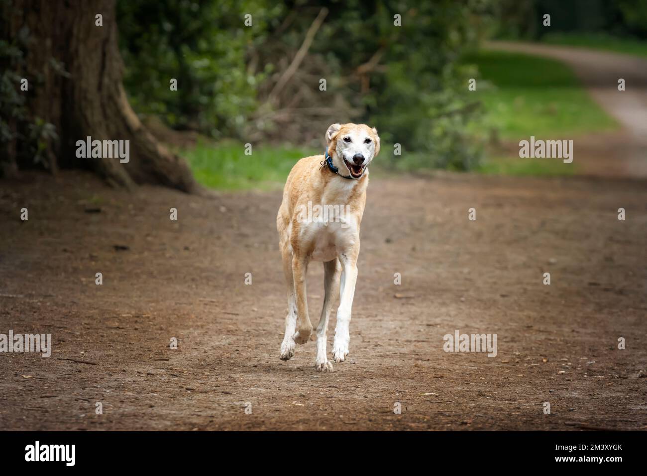 Rescue Lurcher running directly towards the camera Stock Photo - Alamy