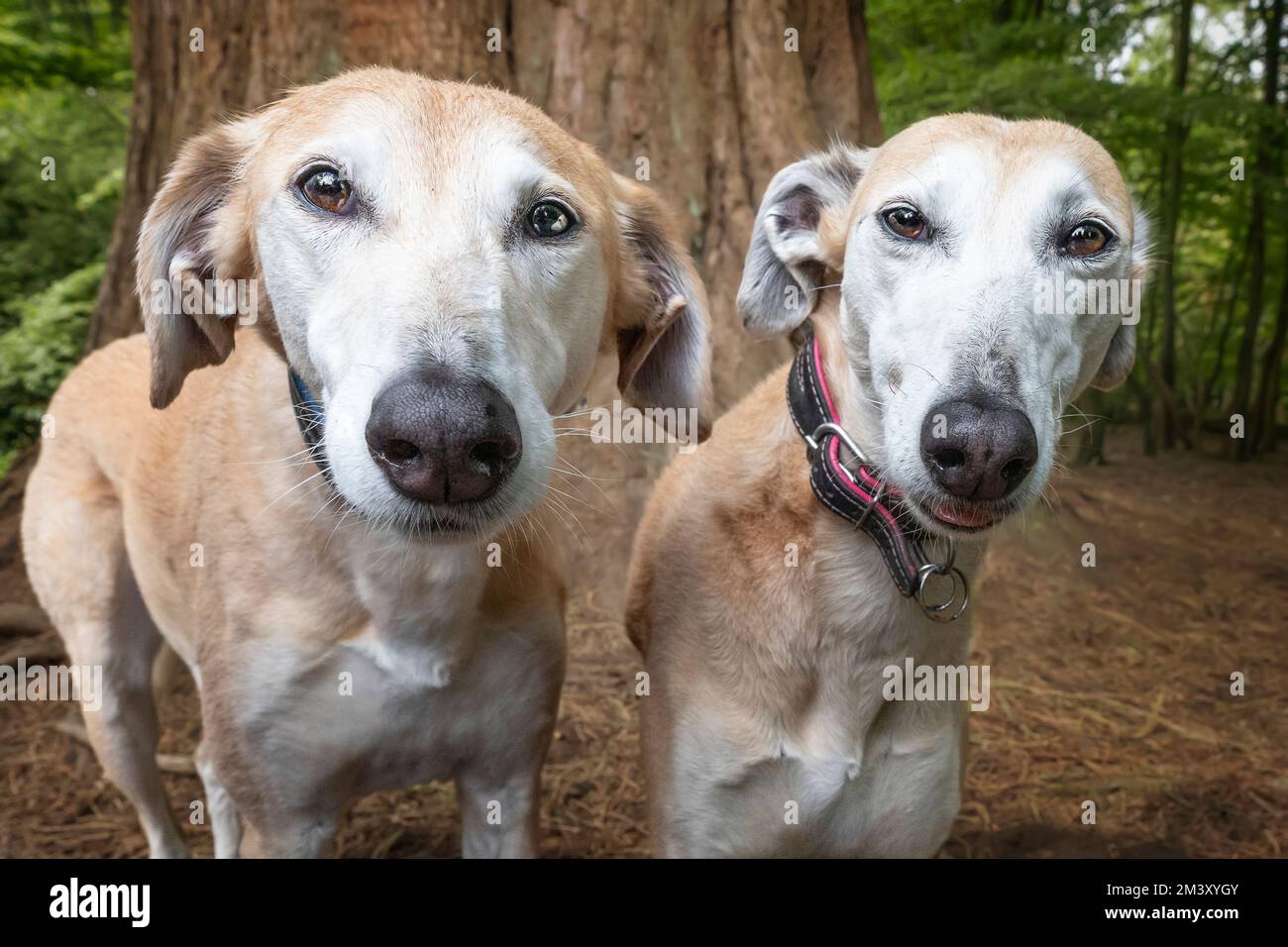 Two Rescue Lurchers looking directly at the camera male on the left ...