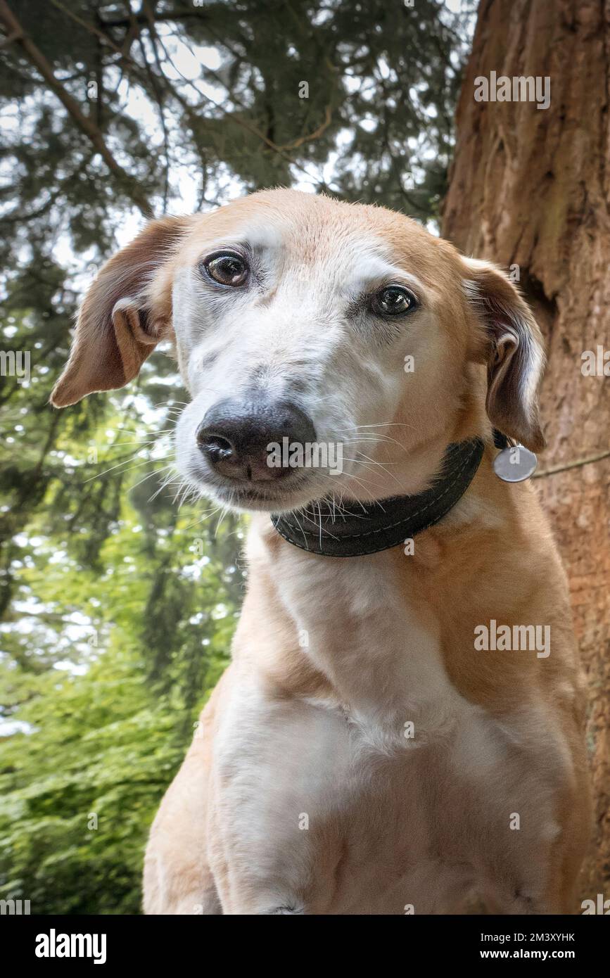 Rescue Lurcher close up looking directly at the camera Stock Photo - Alamy