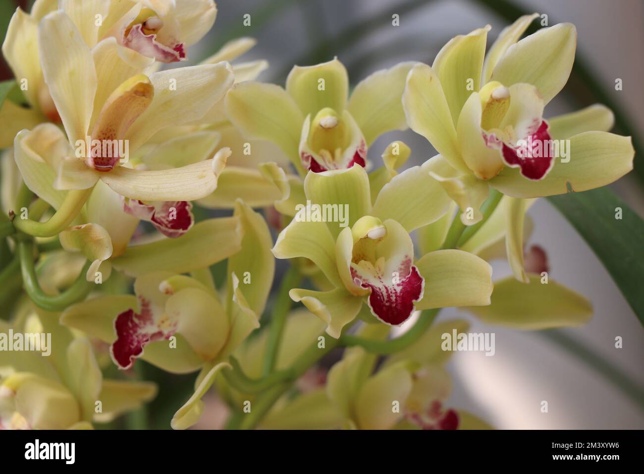 Natural Cymbidium Orchid. Yellow Cymbidium boat orchid flowers with ...