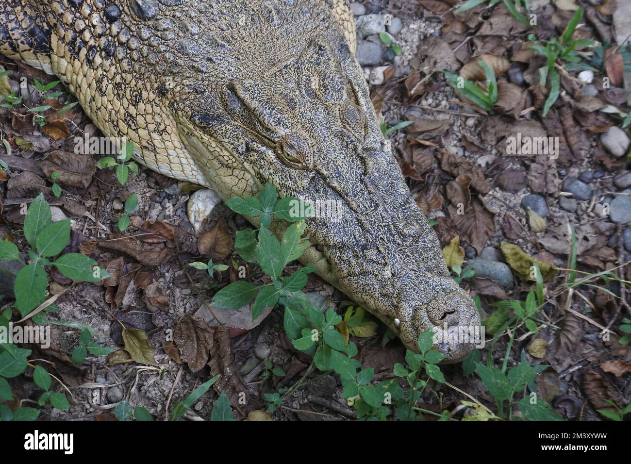 A closeup of the crocodile (Crocodylidae) lying on the ground with ...