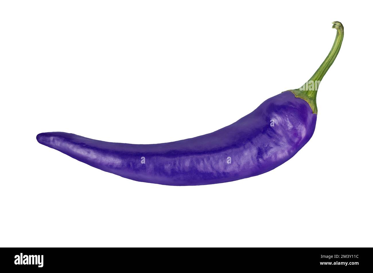 Purple chili pepper on transparent background closeup Stock Photo - Alamy