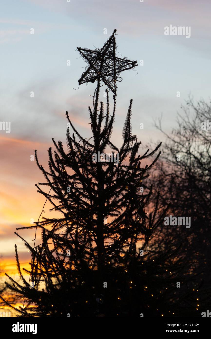 Star on top of an outdoor christmas tree, kent, uk Stock Photo - Alamy