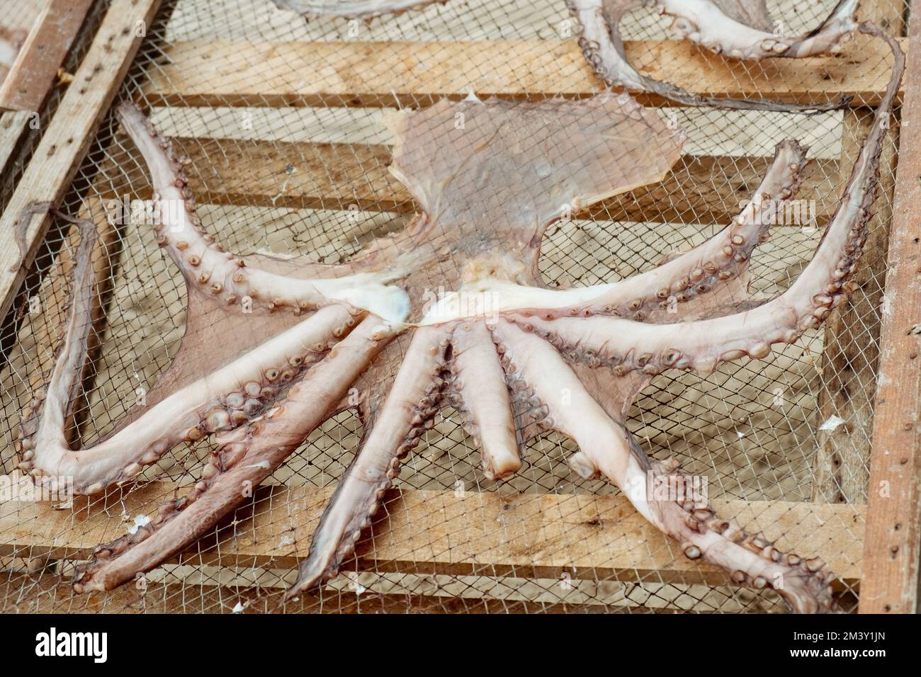 Octopus drying on the beach in Nazare - Portugal Stock Photo - Alamy