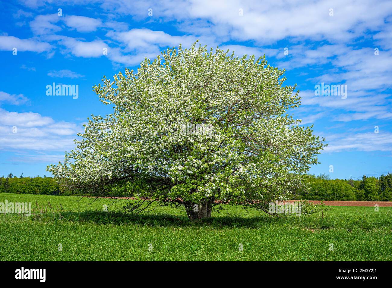 Fresh farm with lone tree hi-res stock photography and images - Alamy