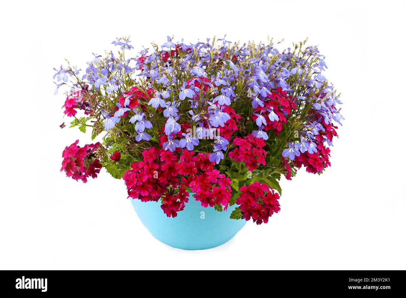 Potted plant of light blue lobelia and deep fushia verbena Stock Photo ...