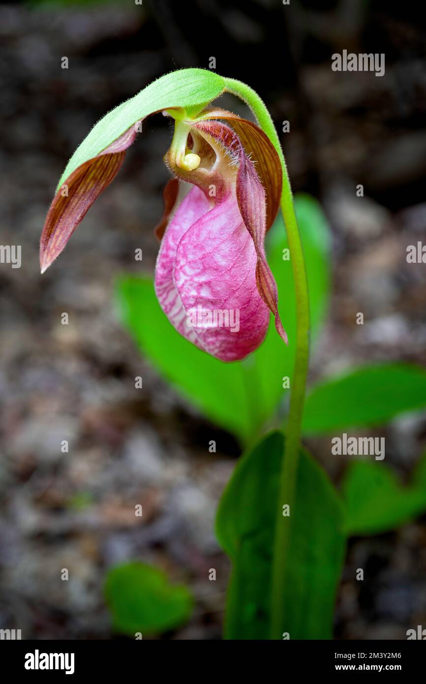 Slipper forest hi-res stock photography and images - Alamy