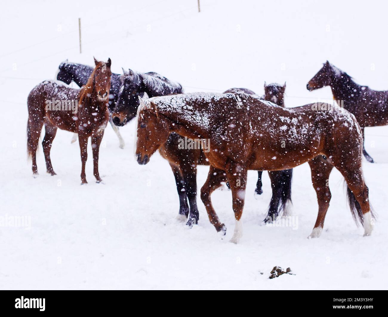 Arabian horses snow hi-res stock photography and images - Alamy