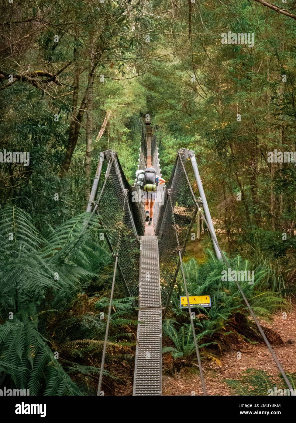 Forest rope bridge hike hi-res stock photography and images - Alamy