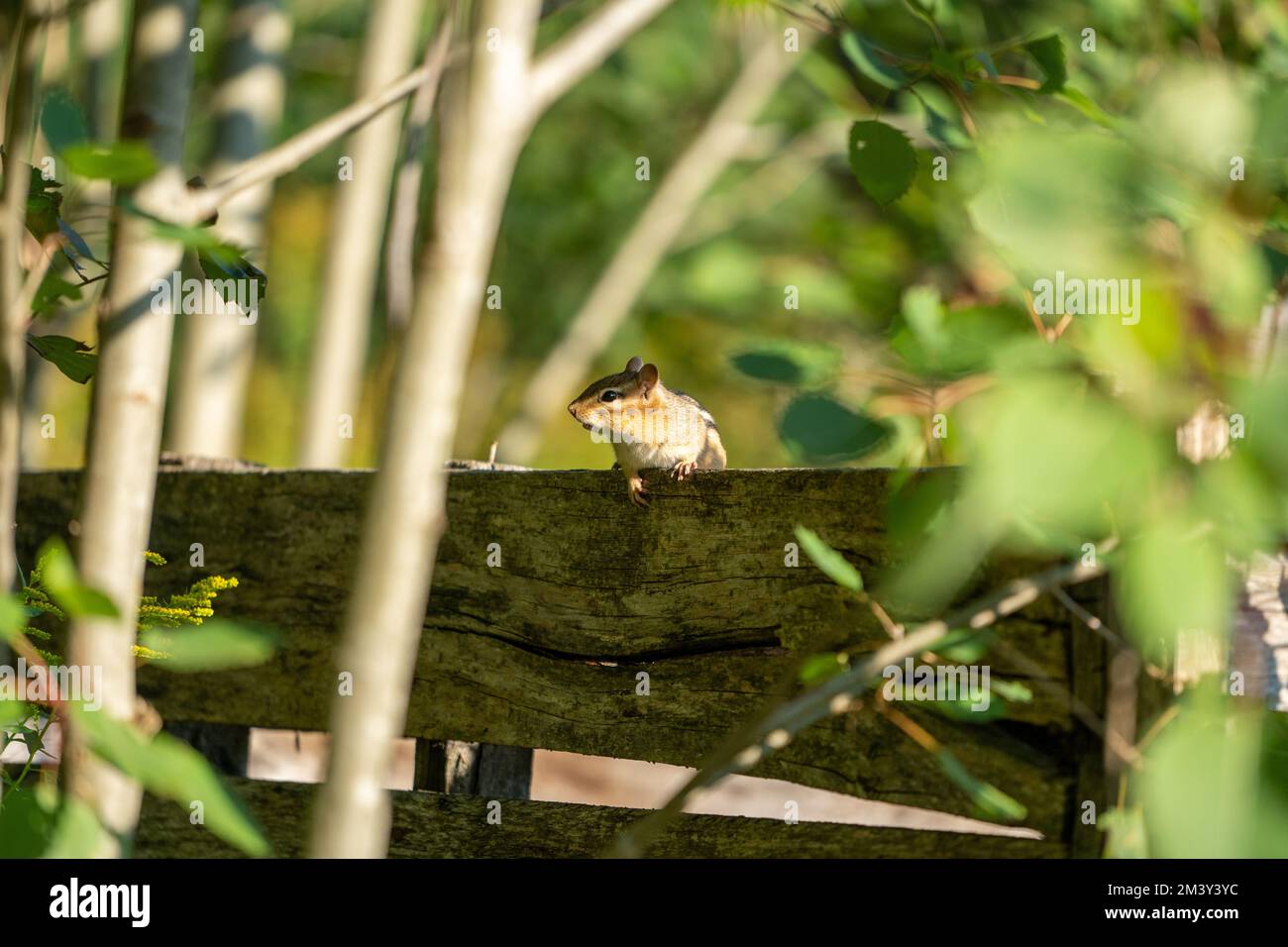 A selective focus shot of a chipmunk on a wooden fence Stock Photo - Alamy