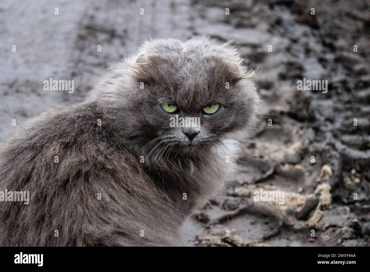 Angora cat abandoned by its owners during the evacuation of the village of Terny. Indeed, many ...