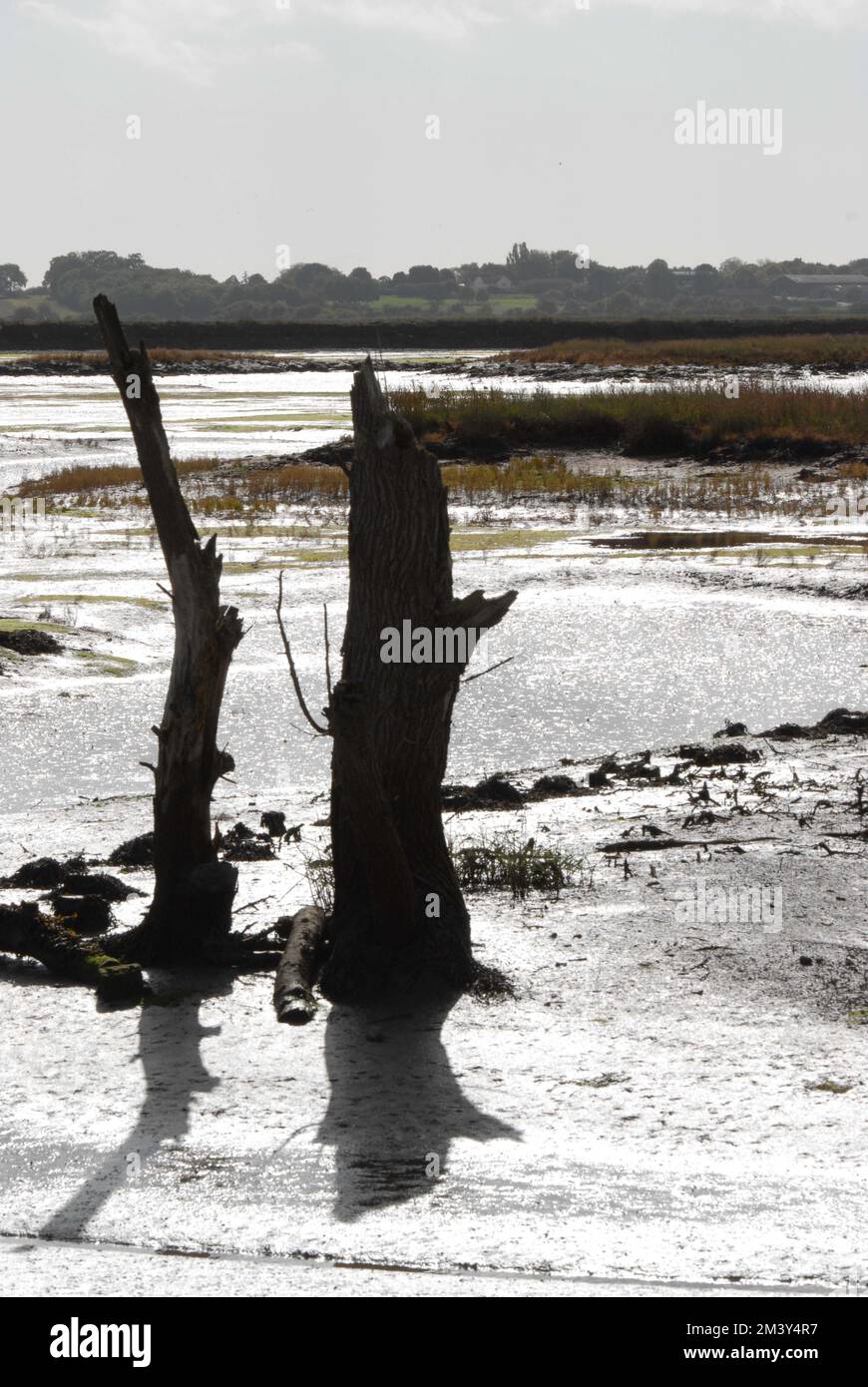 Dead, salt-scoured tree in middle of mudflats bathed in silvery ...