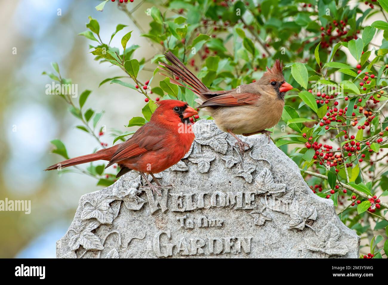 Northern Cardinal Pair Perched on Welcome to Our Garden Stone Stock ...