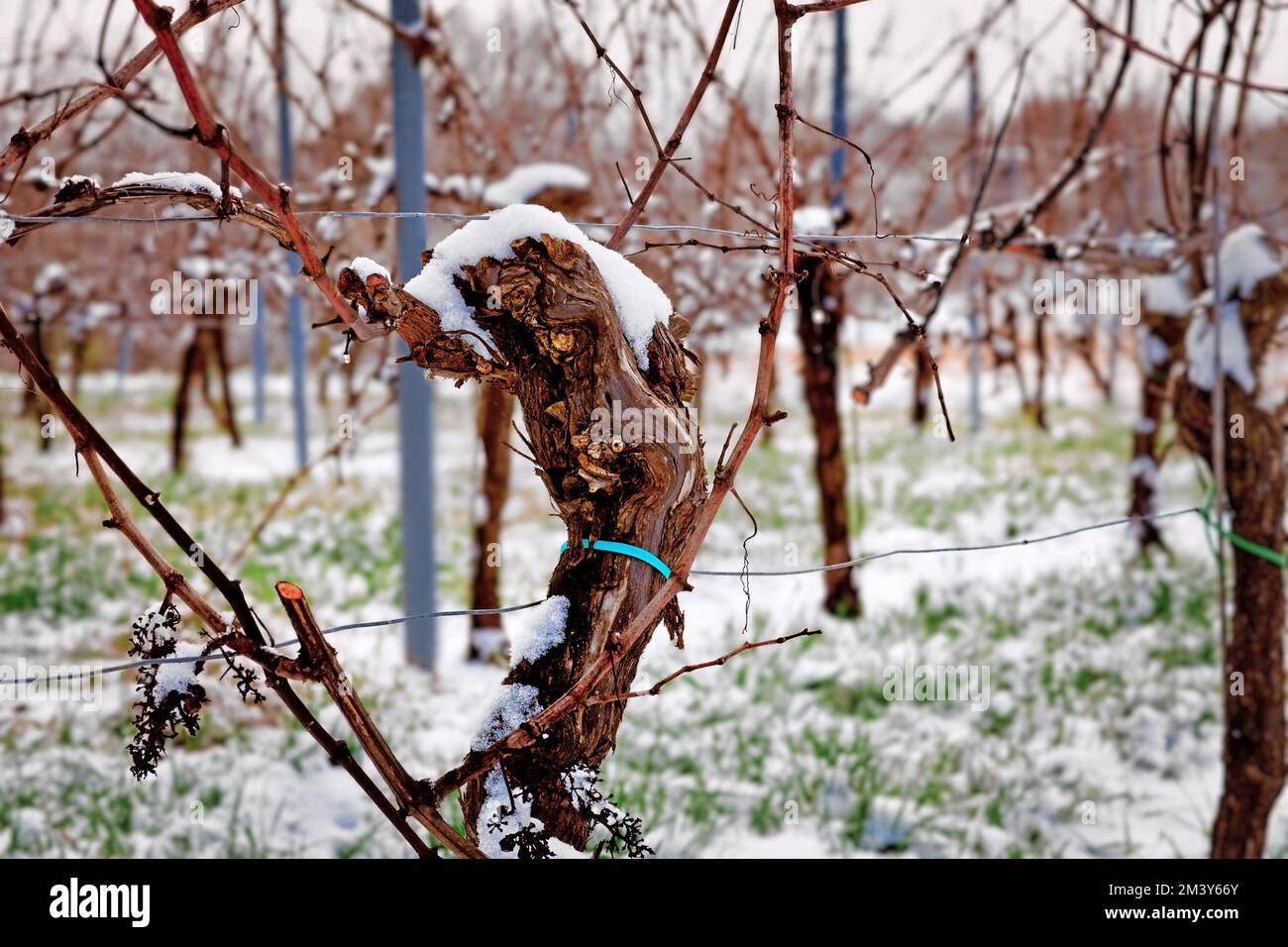 Empty grapevine covered in snow in winter Stock Photo - Alamy