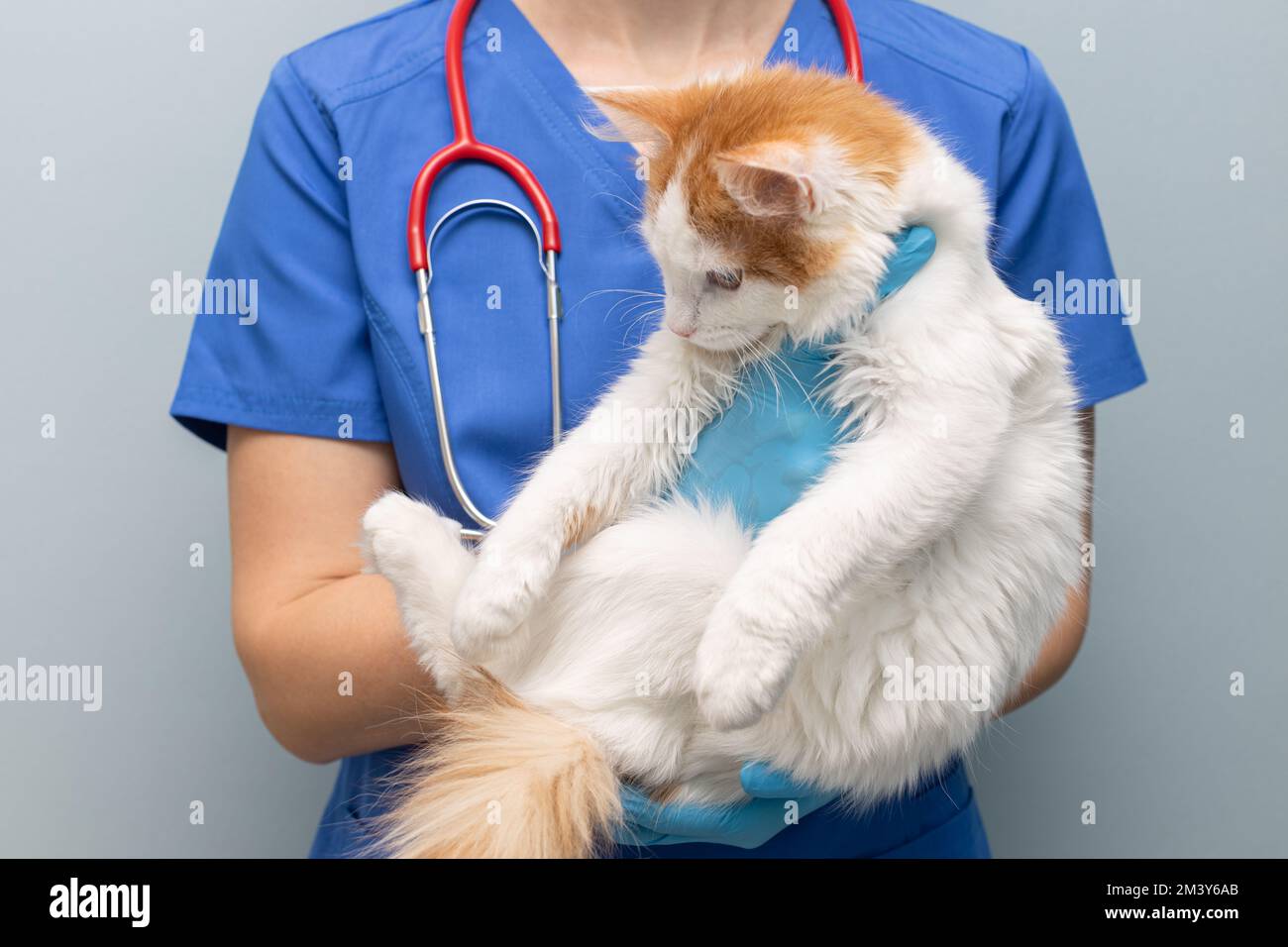 doctor veterinarian examines a cat in the clinic. veterinarian treating ...