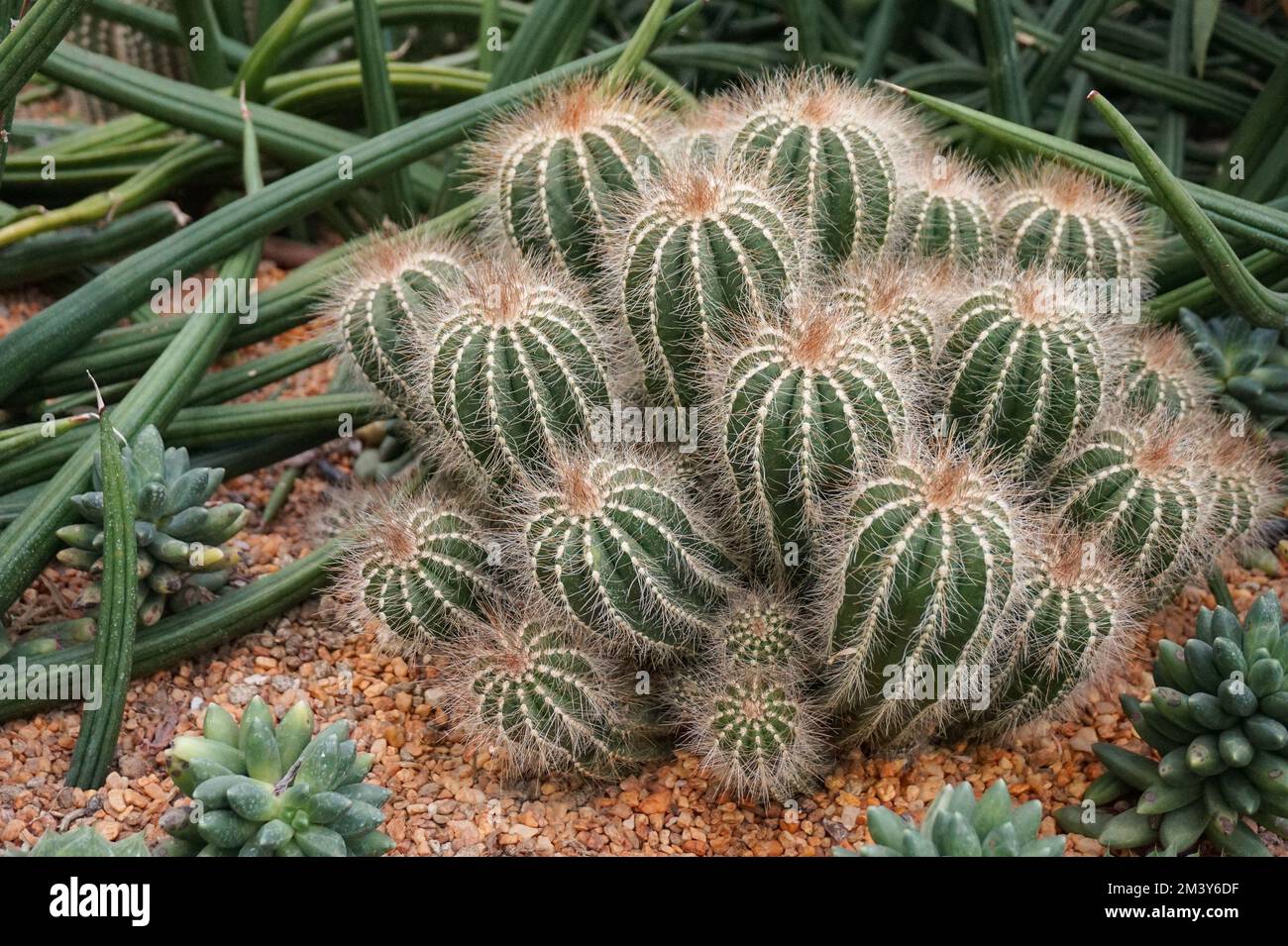 Cactus and succulents growing in the botanical gardens in Tampa Bay ...