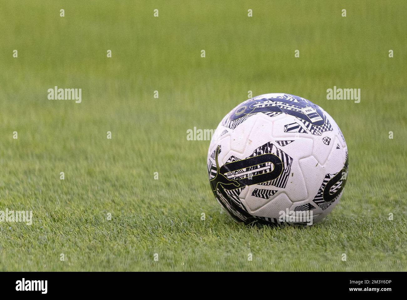 Friendly puma hi-res stock photography and images - Alamy