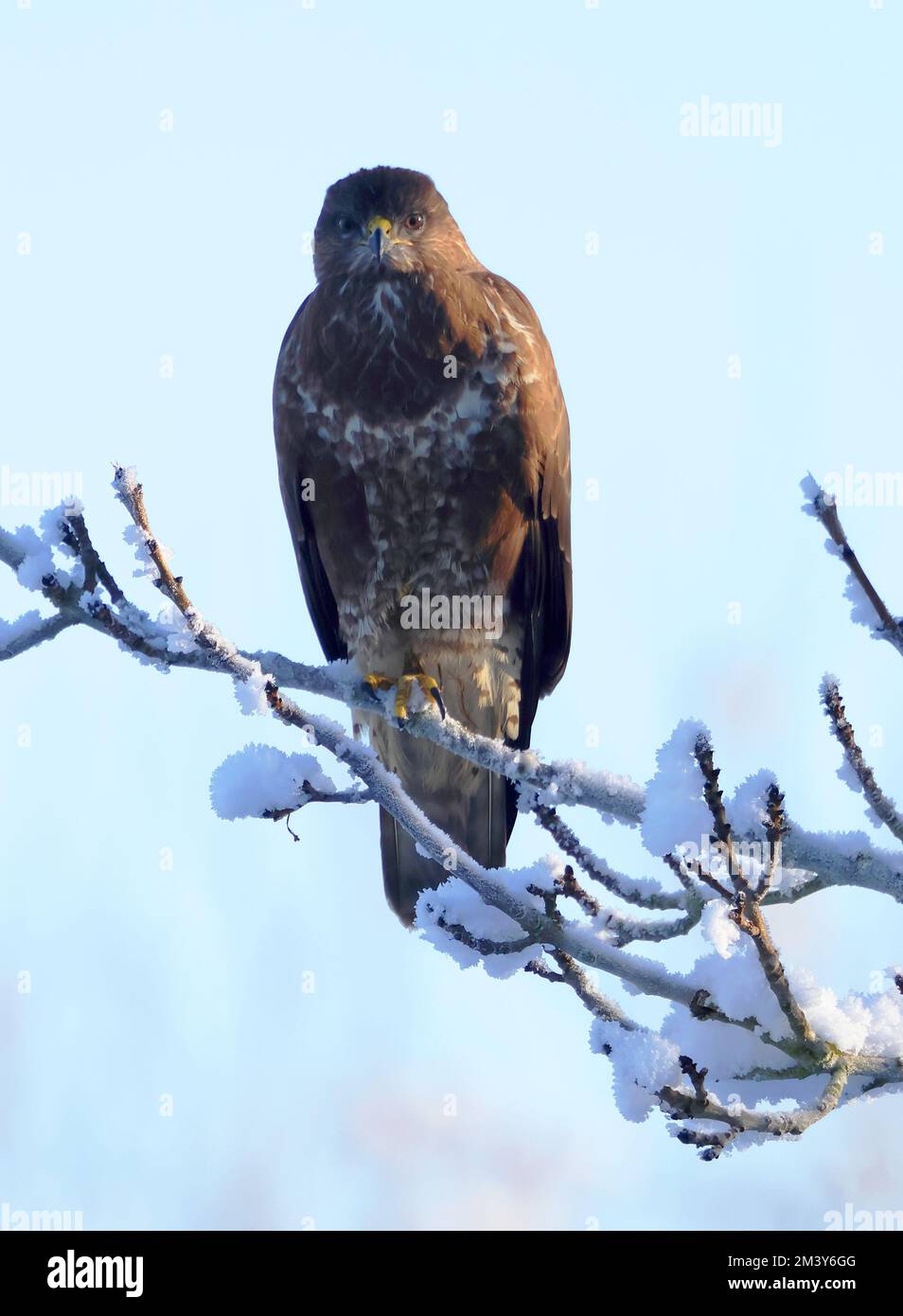 A Common Buzzard during the cold Winter Months in the Cotswold Hill ...