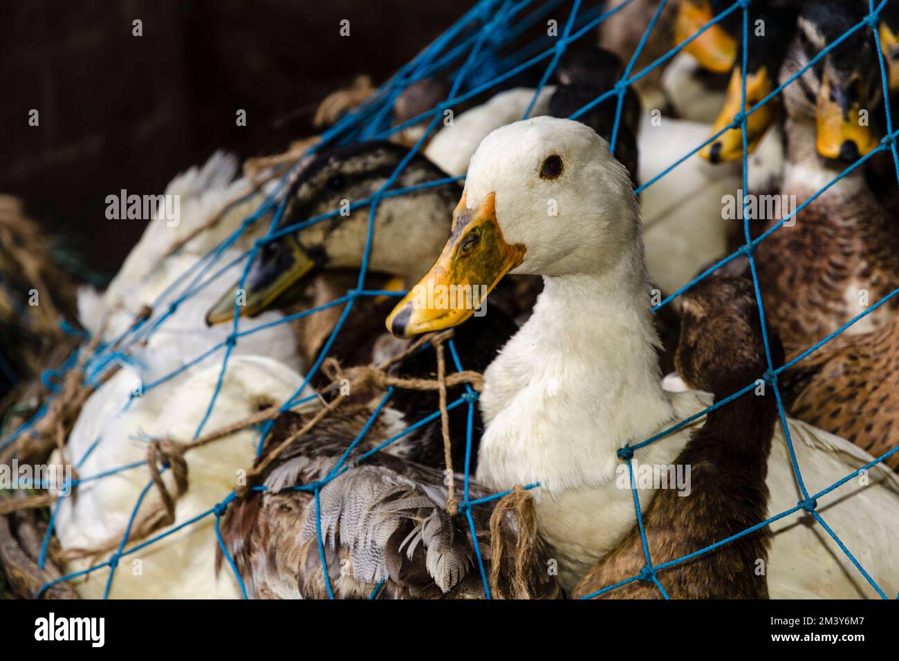 Duck looking out of a tentlike net, where many ducks are jailed in at ...