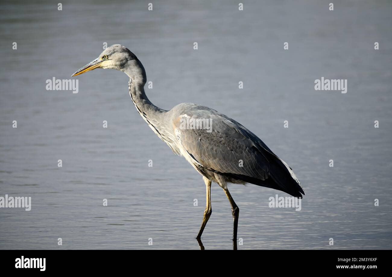 Grey Heron fishing at Rye Mead, UK Stock Photo - Alamy