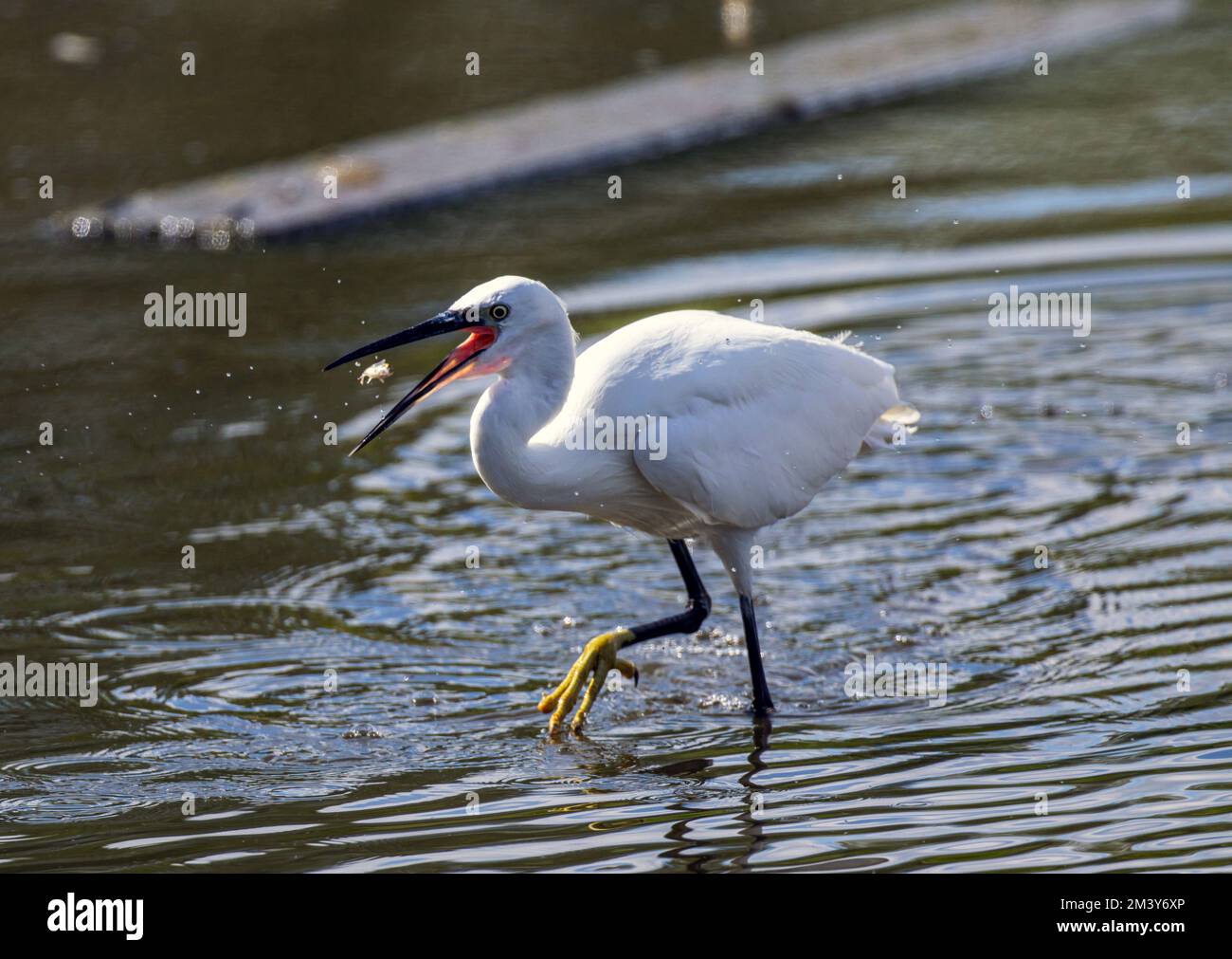 Little egret with fish in bill Stock Photo - Alamy