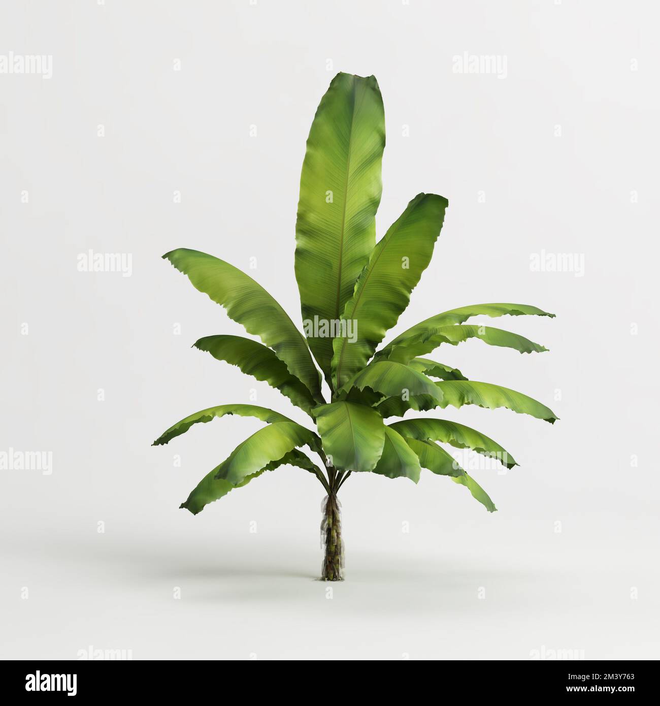 3d illustration of banana tree isolated on white background Stock Photo ...