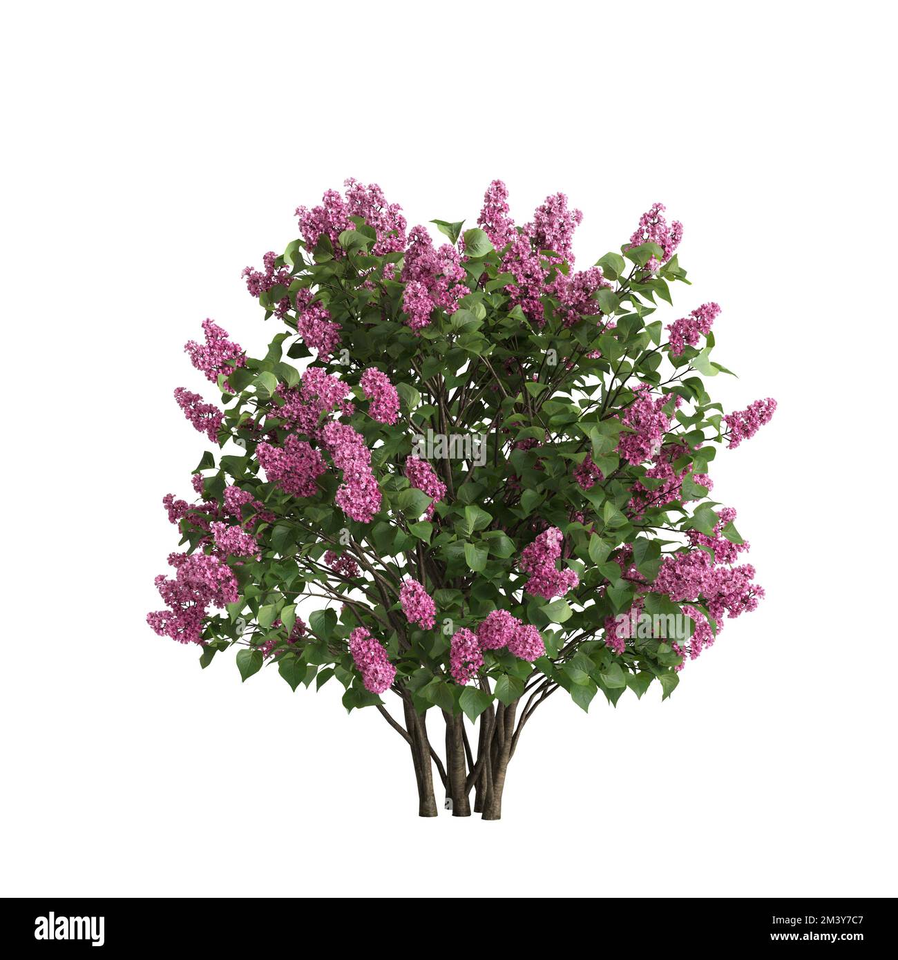3d illustration of bush lilac isolated on white background Stock Photo ...