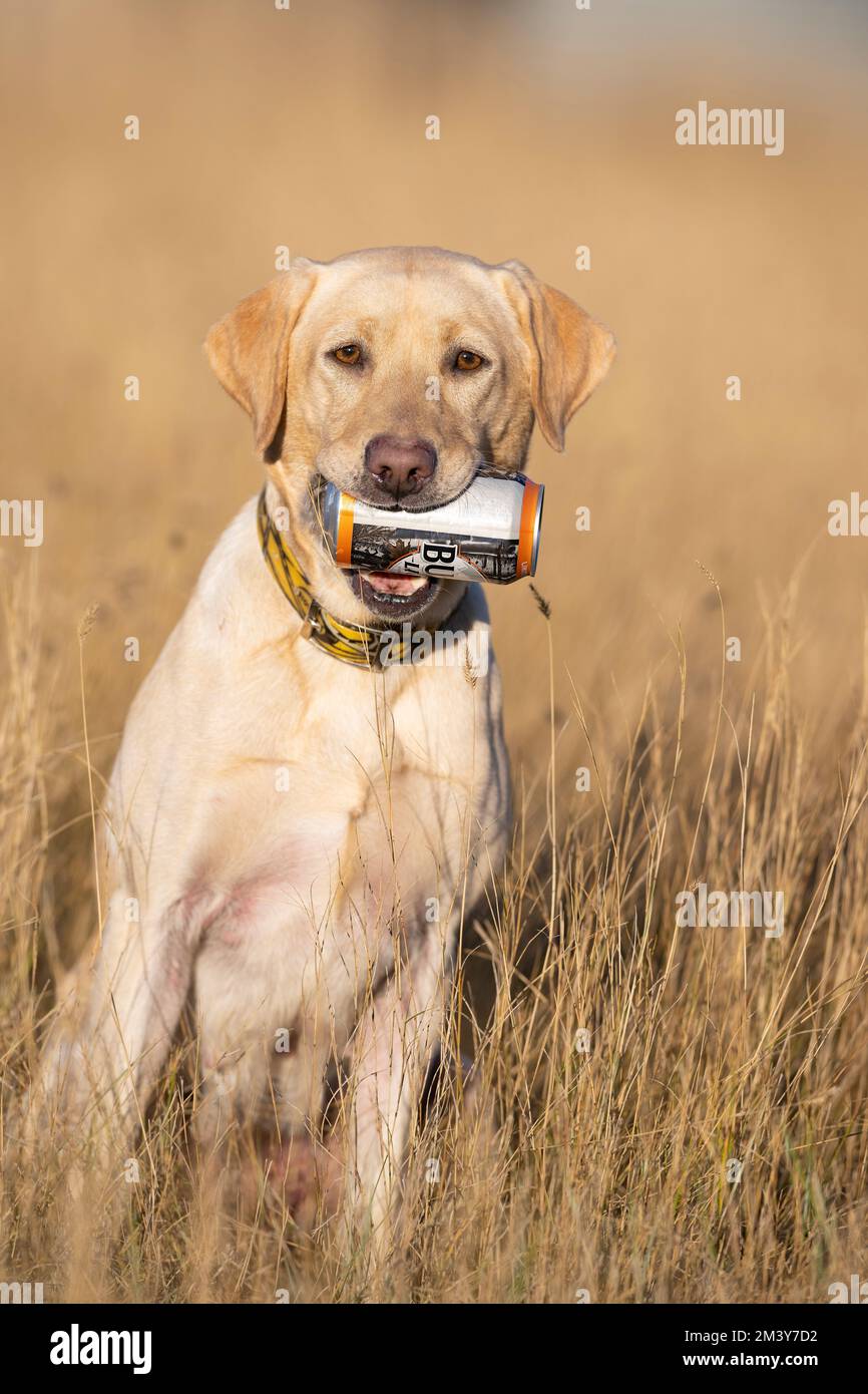 A Labrador Retriever retrieving a beer Stock Photo - Alamy