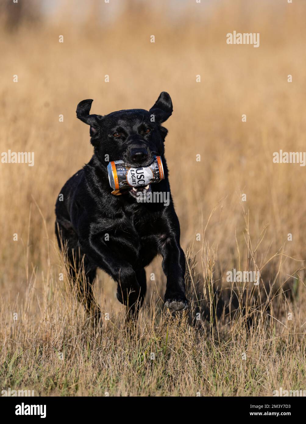 A Labrador Retriever retrieving a beer Stock Photo - Alamy