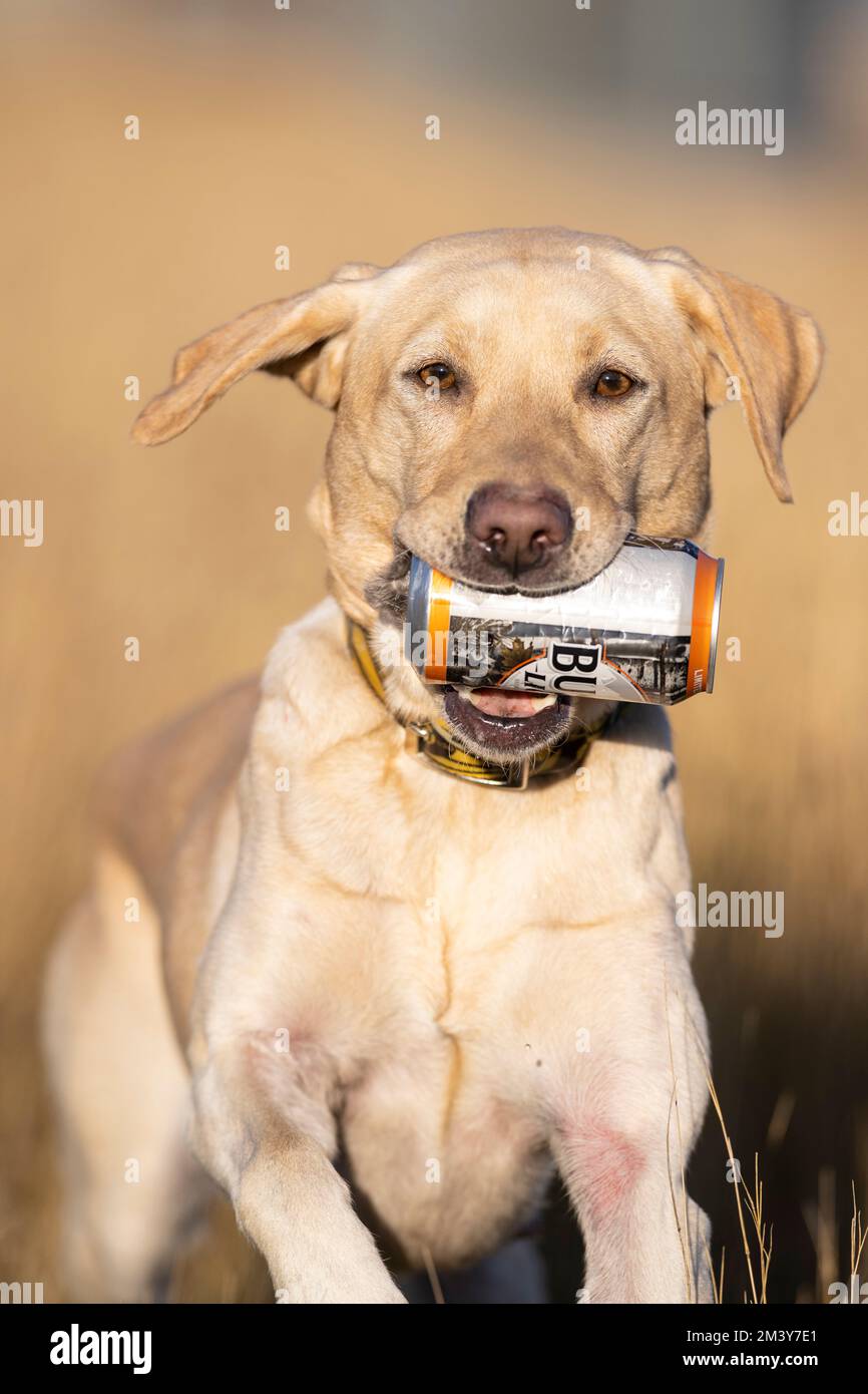 A Labrador Retriever retrieving a beer Stock Photo - Alamy